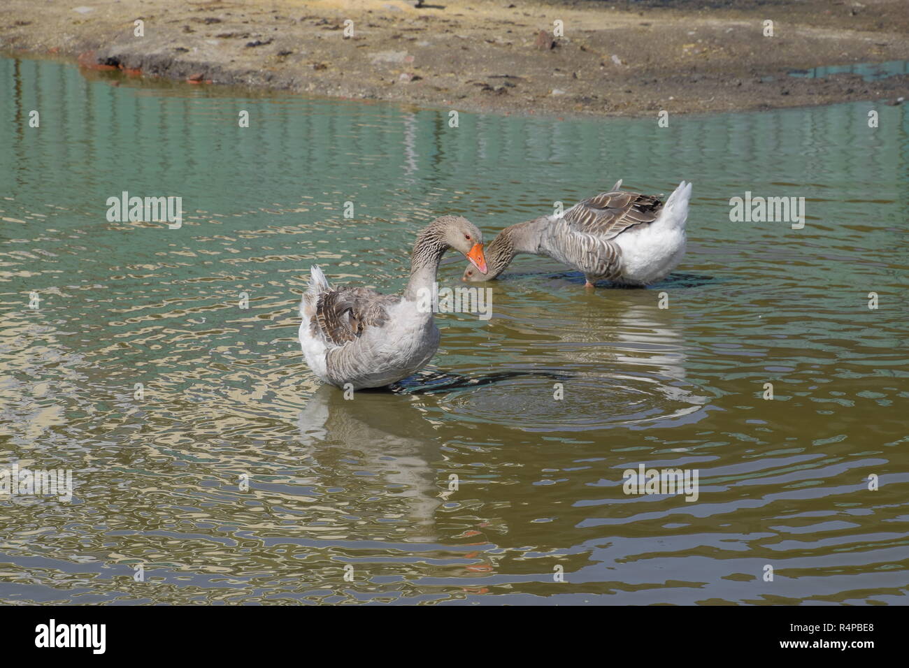 The gray goose is domestic. Homemade gray goose. Homemade geese in an ...