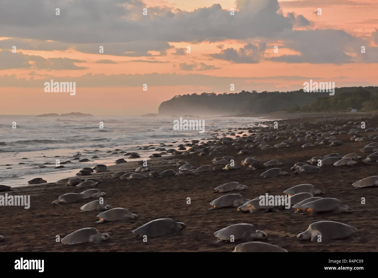A Massive turtles nesting of Olive Ridley sea turtles in Ostional beach ...