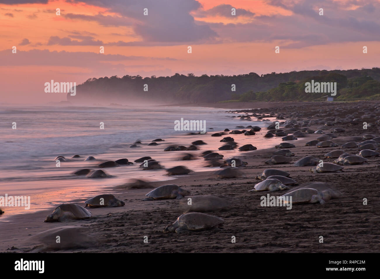 A Massive turtles nesting of Olive Ridley sea turtles in Ostional beach ...