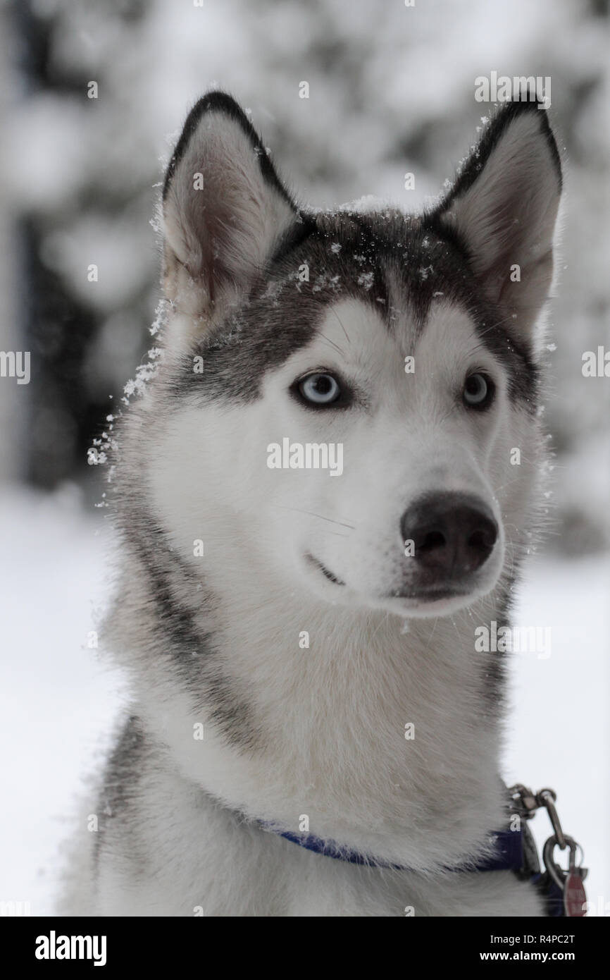A Siberian Husky in the snow Stock Photo - Alamy