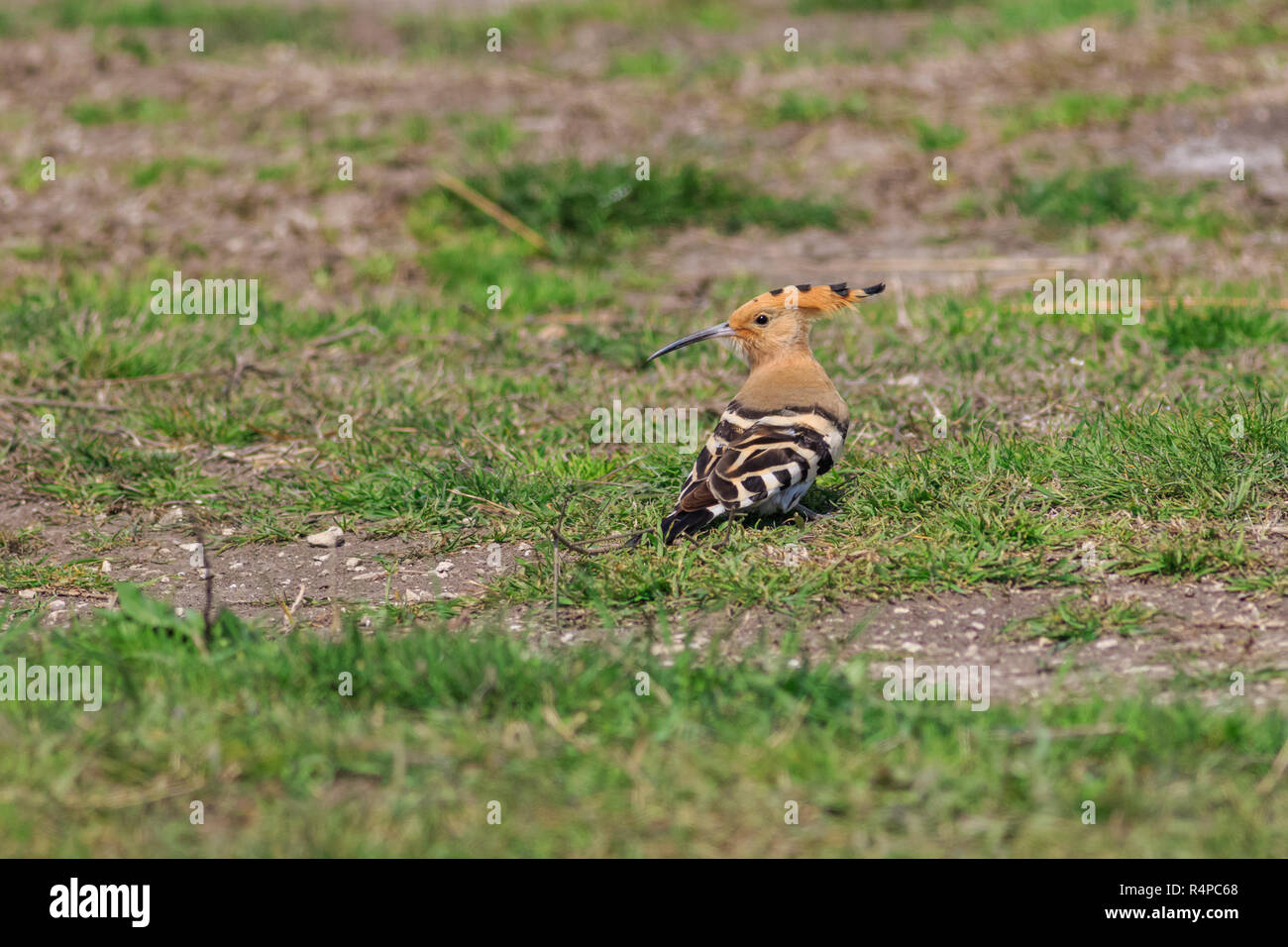 Eurasian Hoopoe bird Stock Photo - Alamy