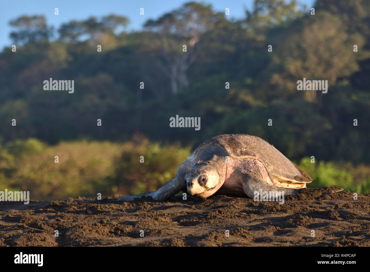 A Massive turtles nesting of Olive Ridley sea turtles in Ostional beach ...