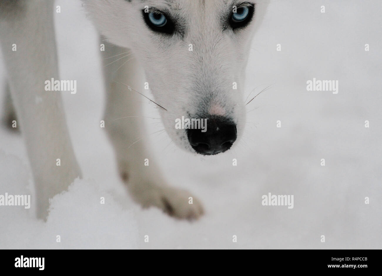 A Siberian Husky in the snow Stock Photo - Alamy