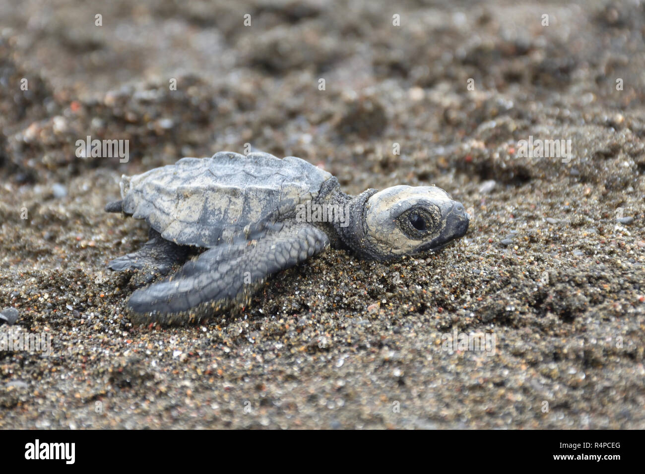 A baby Olive Ridley sea turtles in Ostional beach; Costa Rica ...