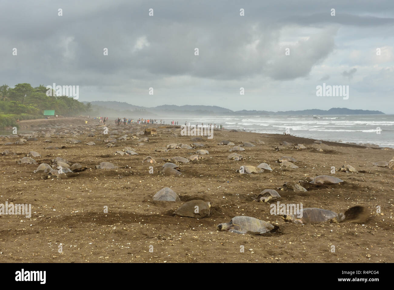 A Massive turtles nesting of Olive Ridley sea turtles in Ostional beach ...