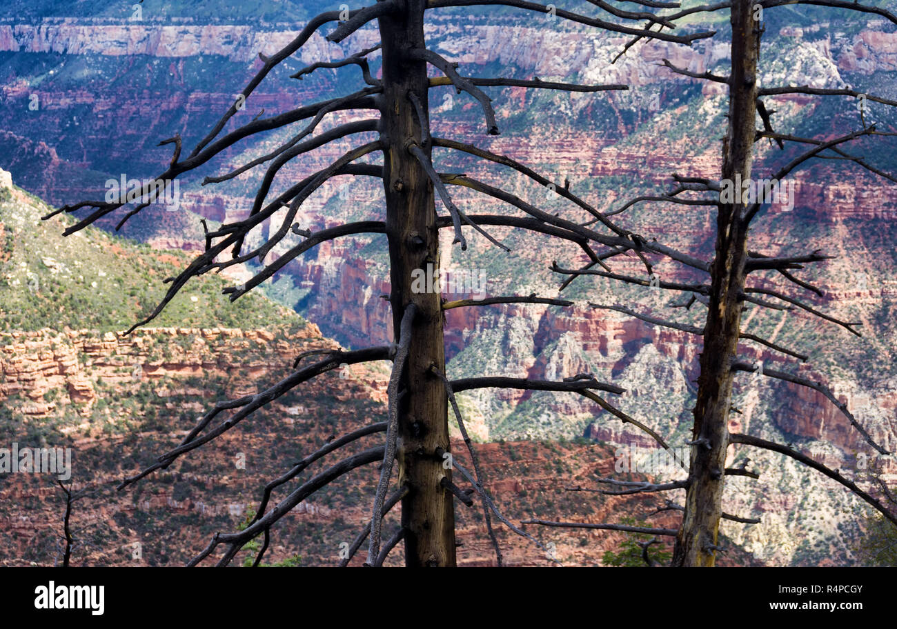 Two dead trees hi-res stock photography and images - Alamy