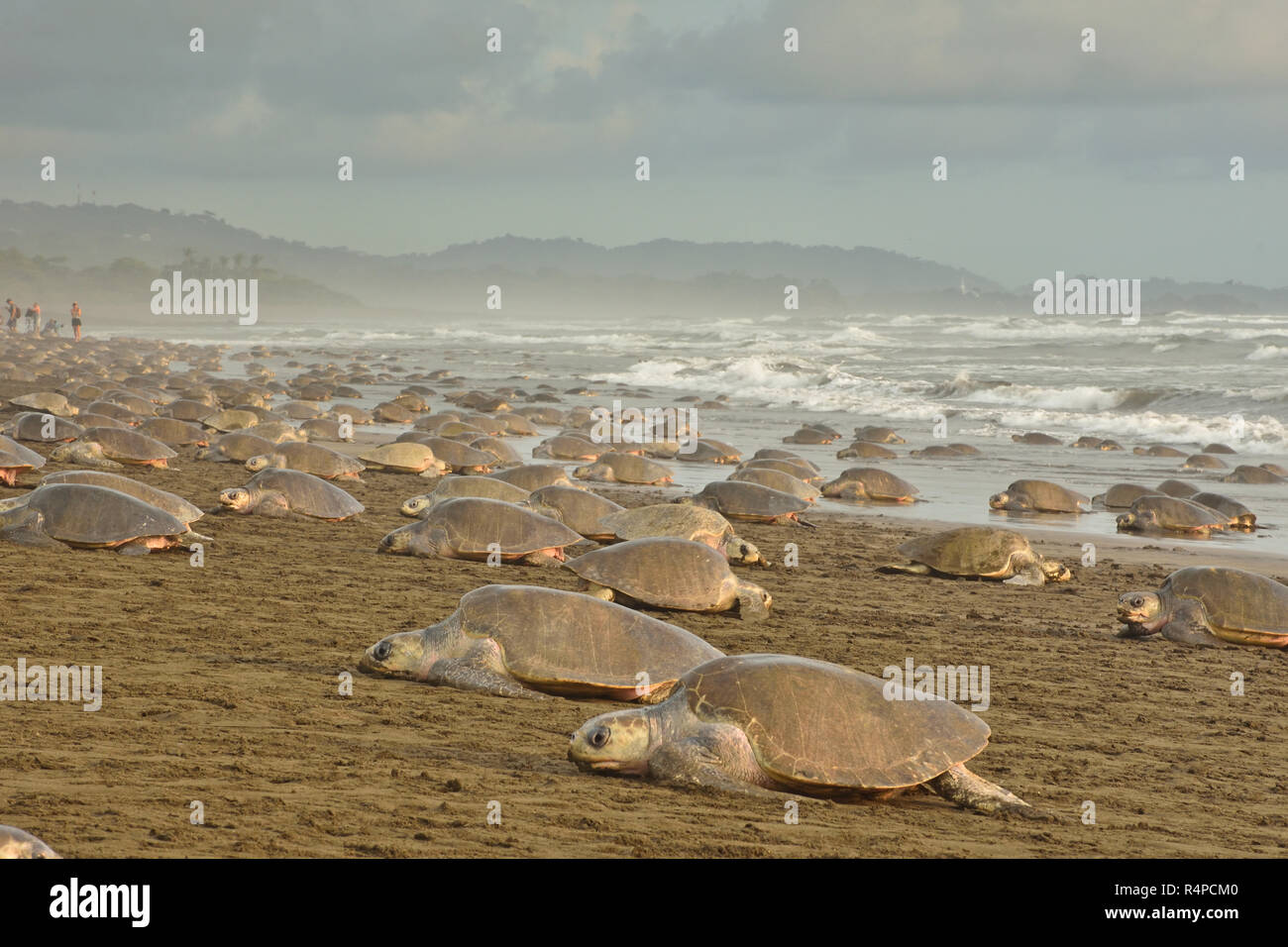 A Massive turtles nesting of Olive Ridley sea turtles in Ostional beach ...