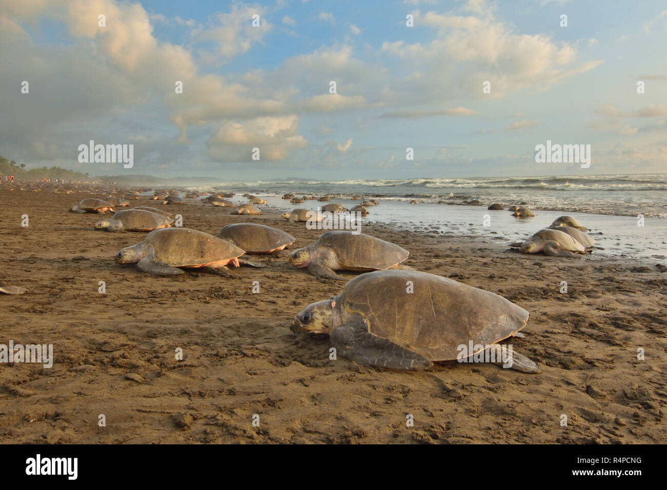 A Massive turtles nesting of Olive Ridley sea turtles in Ostional beach ...