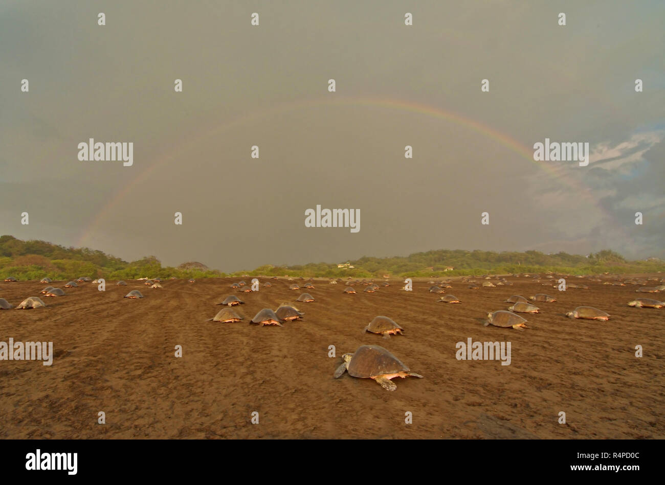 A Massive turtles nesting of Olive Ridley sea turtles in Ostional beach ...