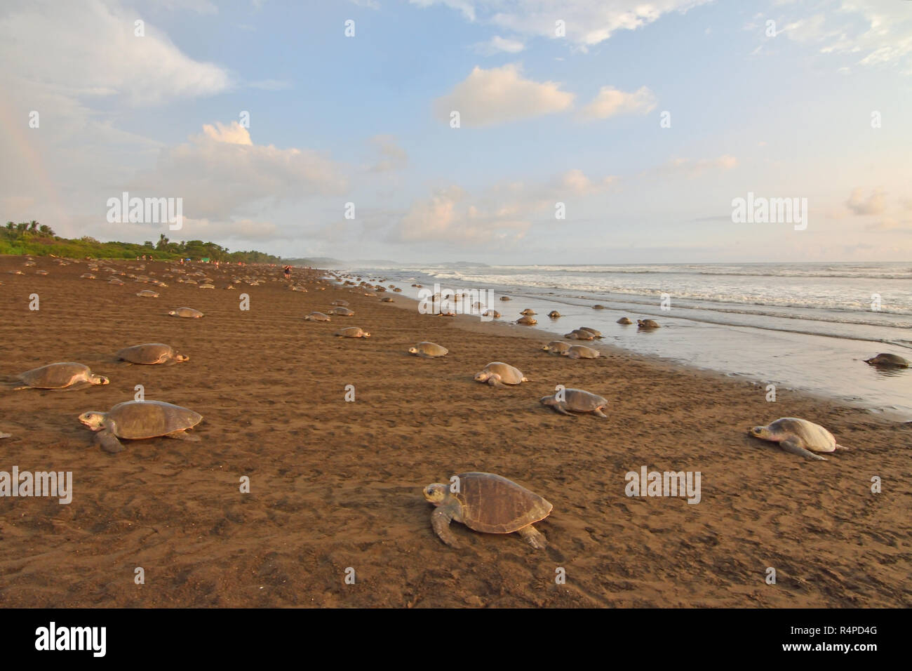 A Massive turtles nesting of Olive Ridley sea turtles in Ostional beach ...