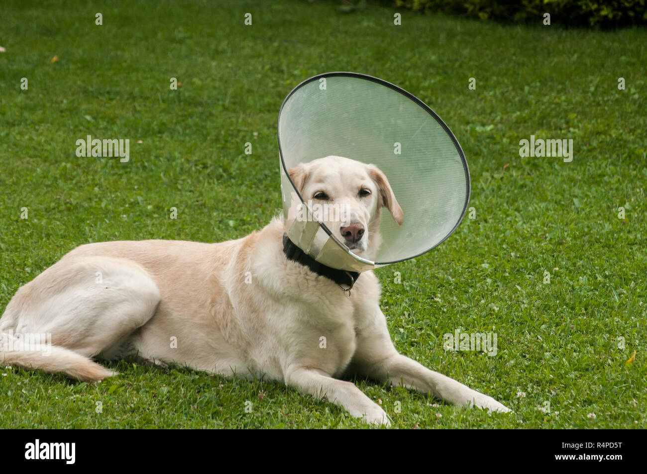 Are Lab Dogs Protective