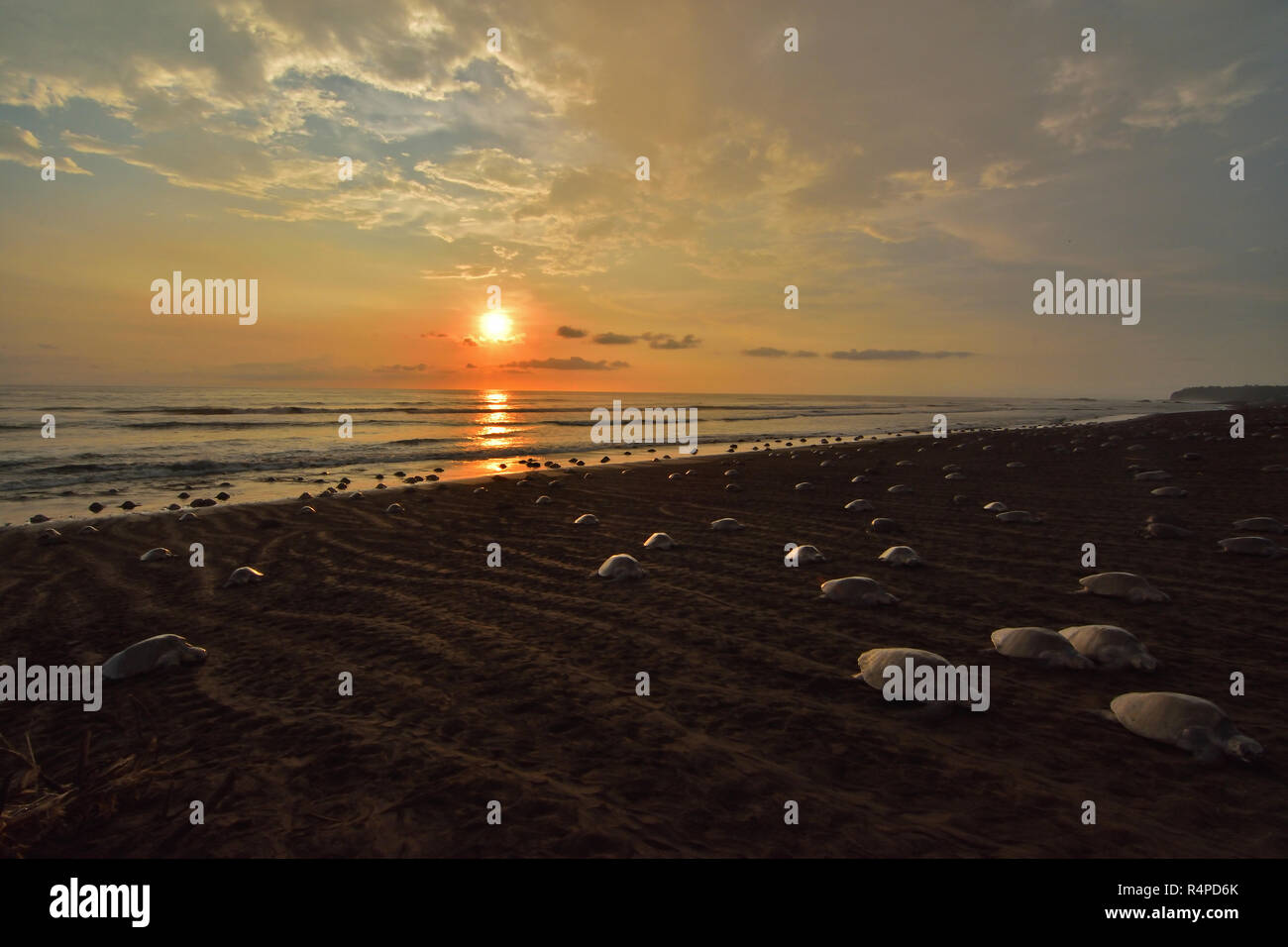 A Massive turtles nesting of Olive Ridley sea turtles in Ostional beach ...