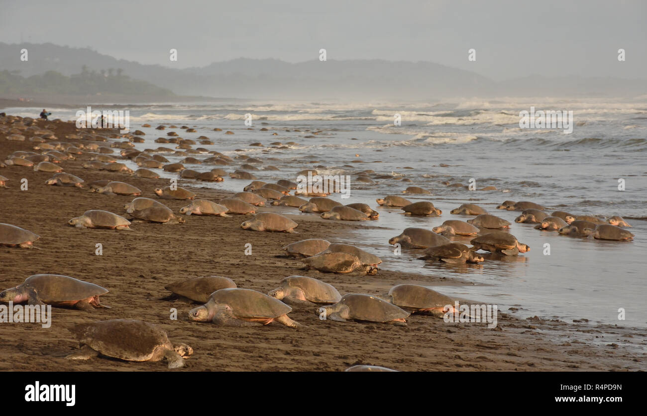 A Massive turtles nesting of Olive Ridley sea turtles in Ostional beach ...
