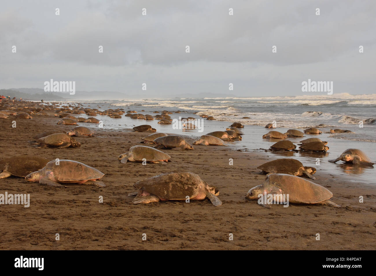 A Massive turtles nesting of Olive Ridley sea turtles in Ostional beach ...