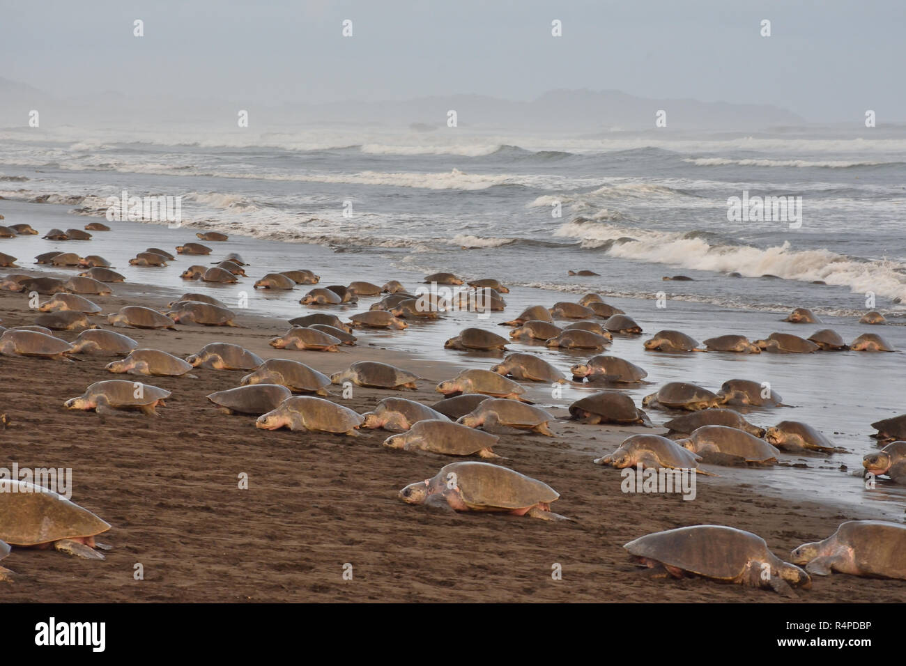 A Massive turtles nesting of Olive Ridley sea turtles in Ostional beach ...