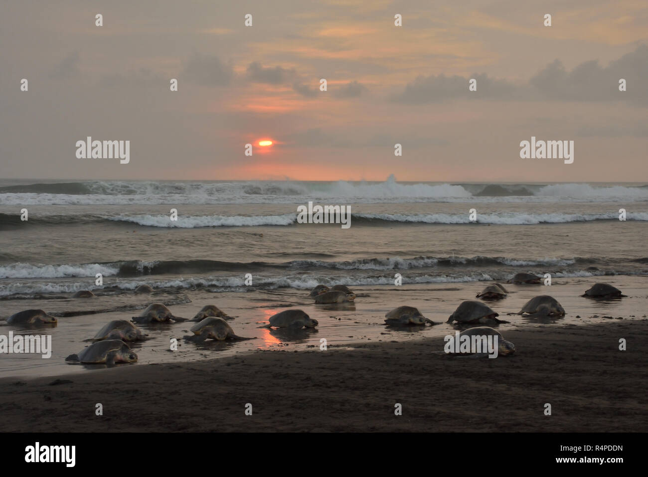 A Massive turtles nesting of Olive Ridley sea turtles in Ostional beach ...