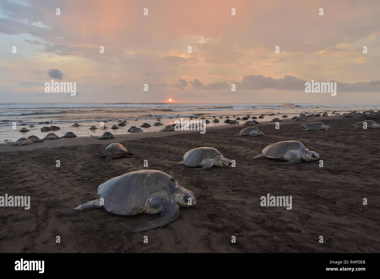 A Massive turtles nesting of Olive Ridley sea turtles in Ostional beach ...