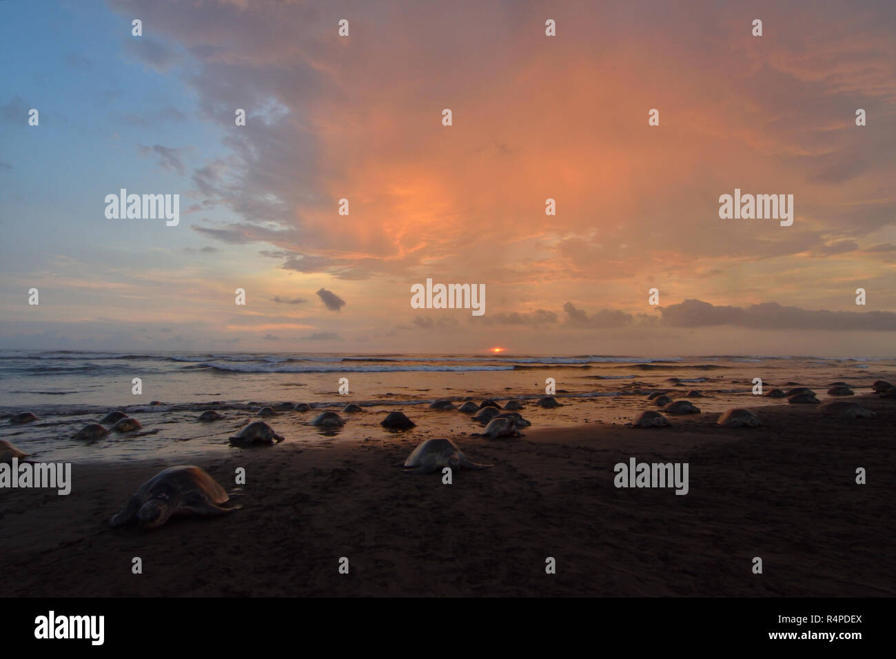A Massive turtles nesting of Olive Ridley sea turtles in Ostional beach ...