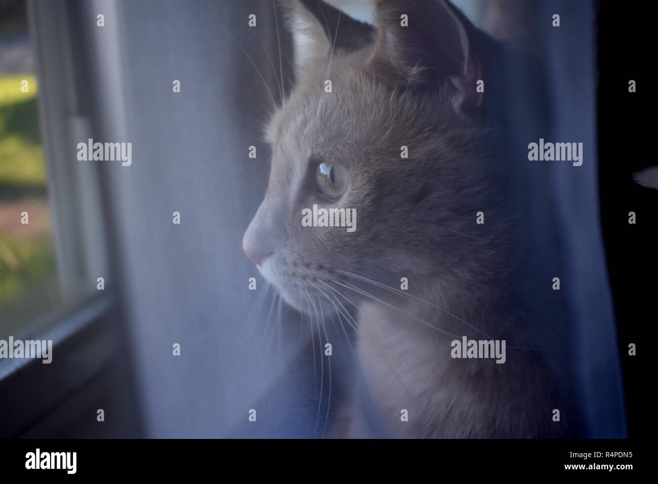 Cat Behind Curtain Stock Photo - Alamy