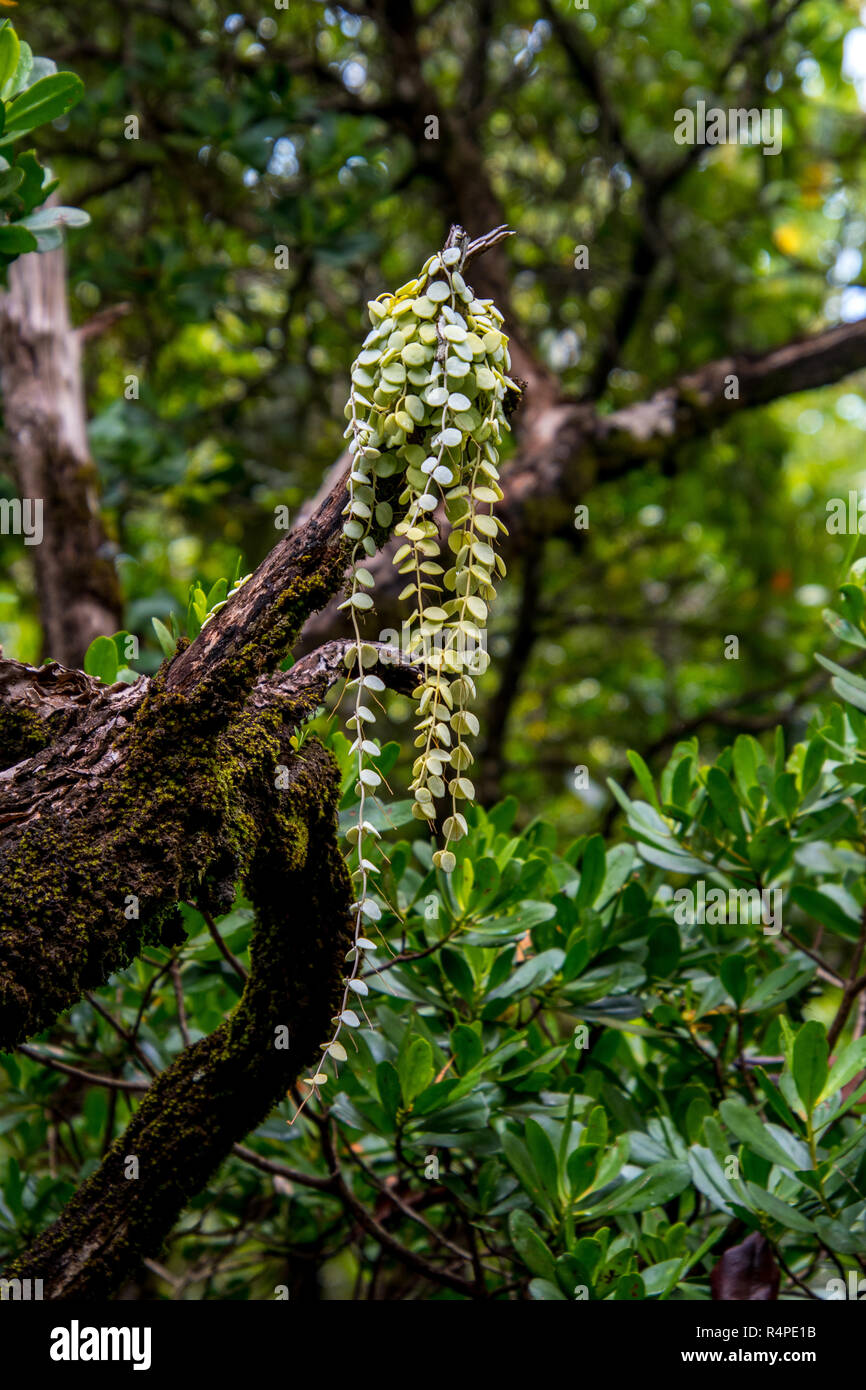 Button plant in tropical Australian rainforest Stock Photo - Alamy