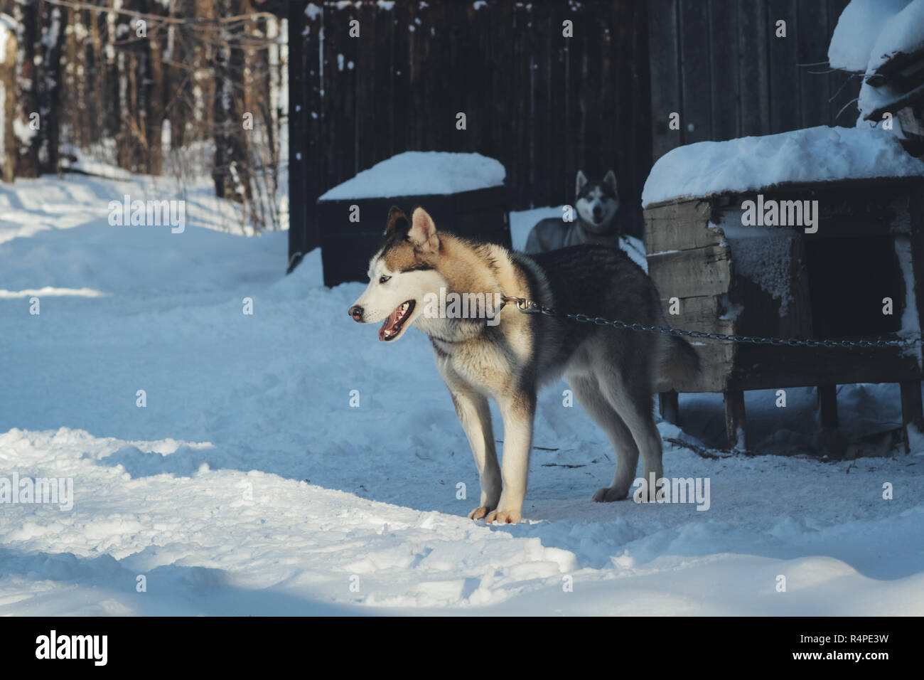 A Siberian Husky during winter at a dog sled training camp in Quebec ...