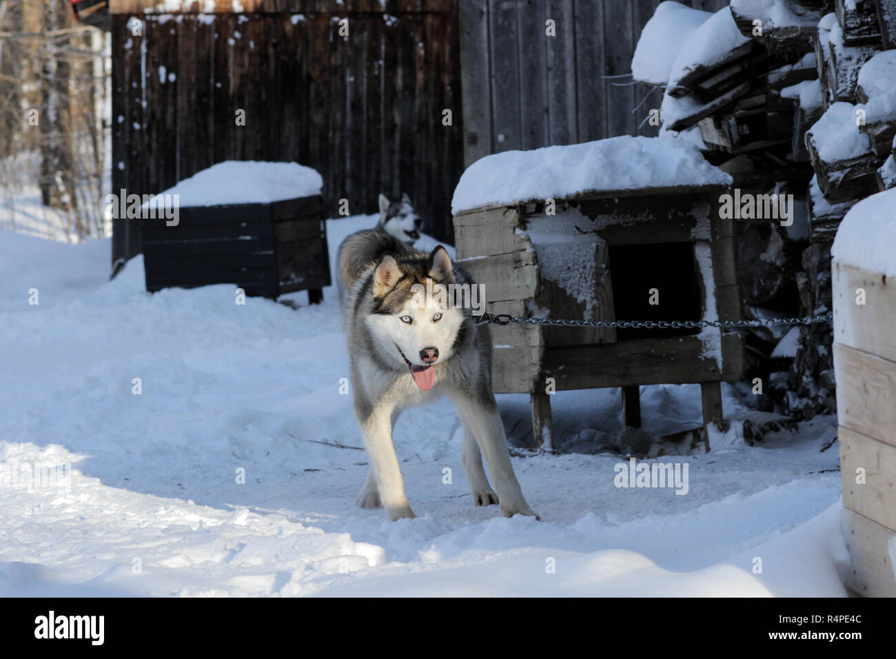 A Siberian Husky during winter at a dog sled training camp in Quebec ...