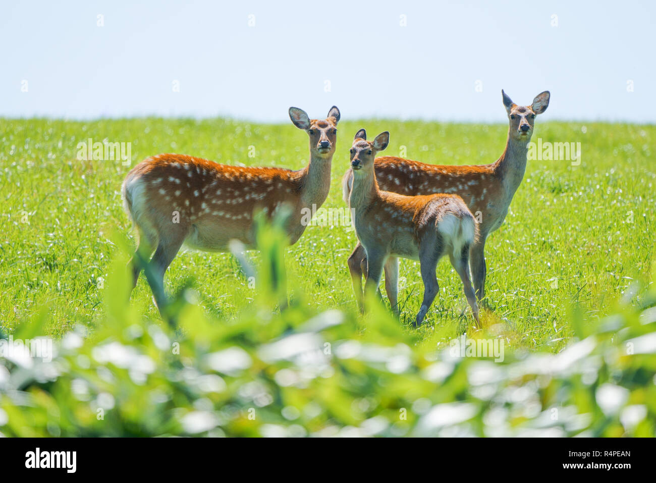Shiretoko deer hi-res stock photography and images - Alamy