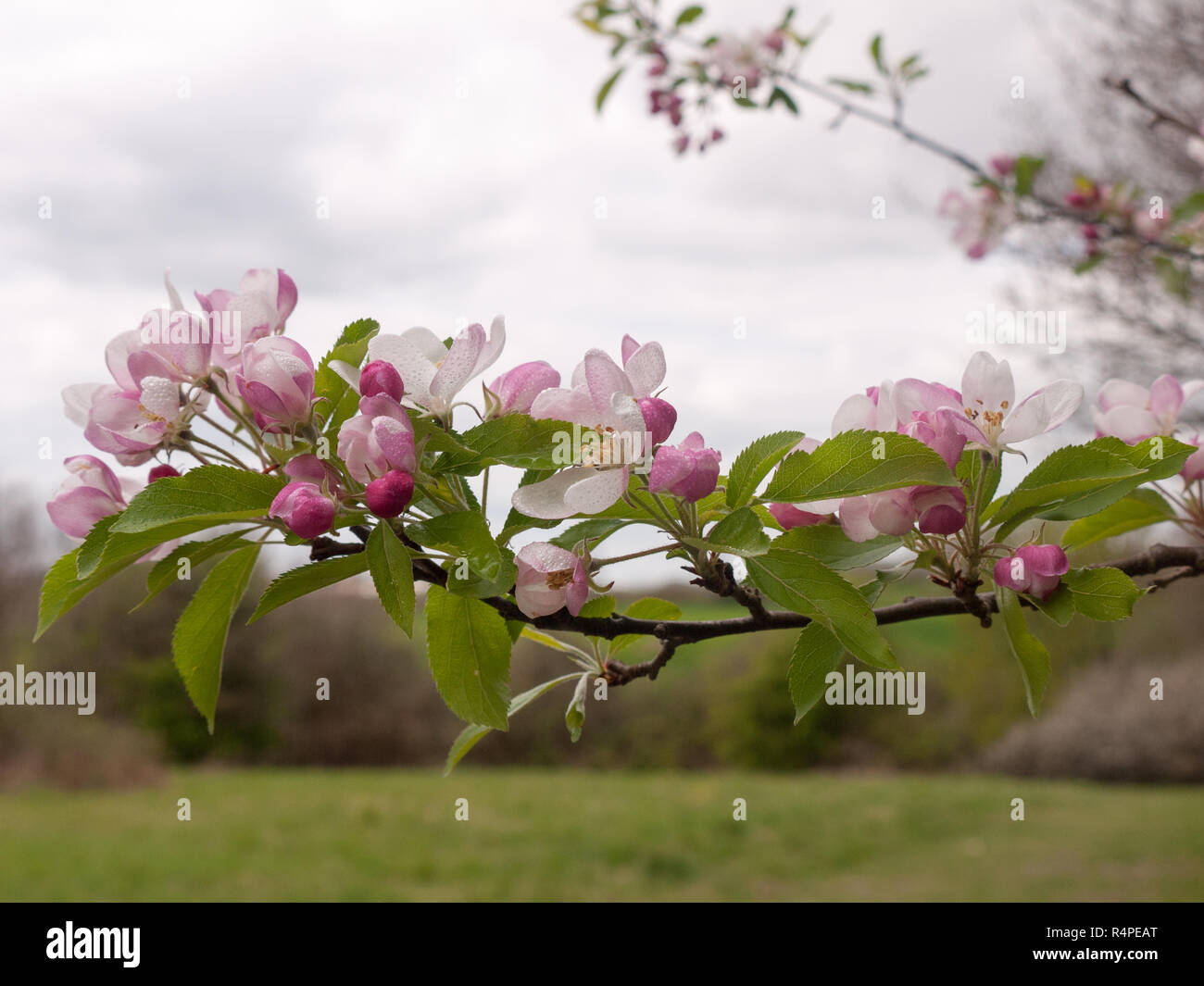 Shot of Tree with Pink and White Buds Growing on it Stock Photo - Alamy