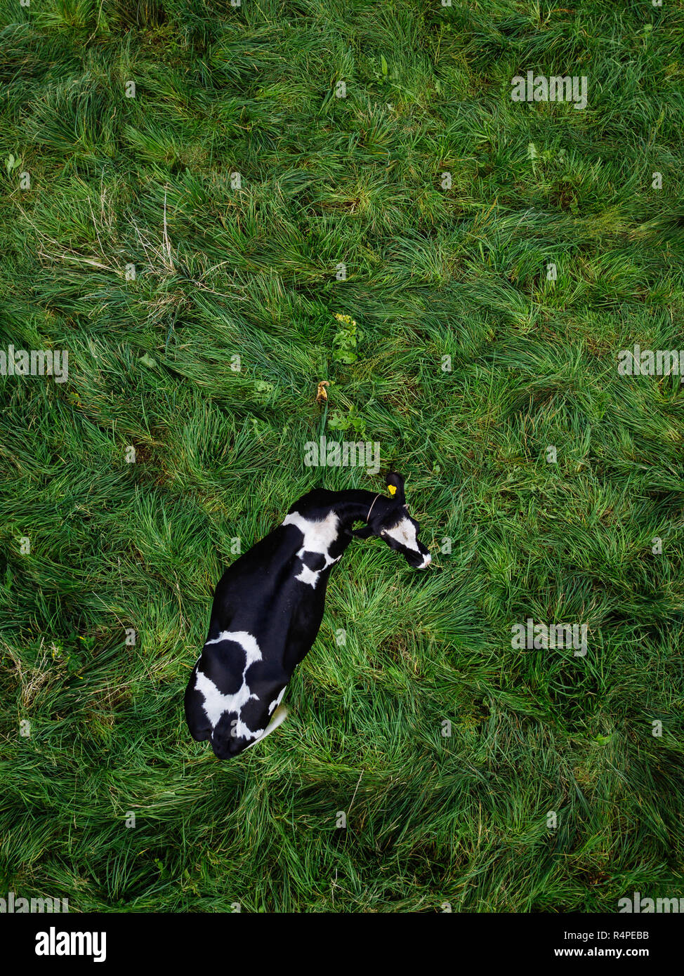 Aerial Photography of Cow Stock Photo - Alamy