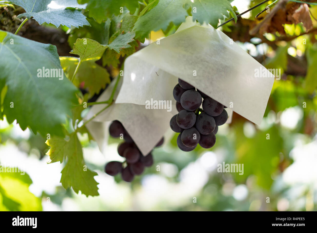Grape hunting hi-res stock photography and images - Alamy