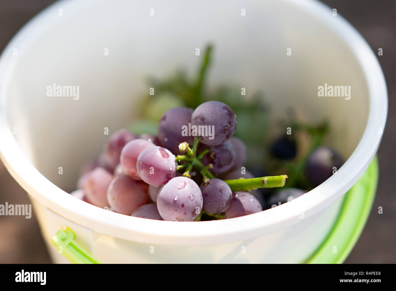 Grape picking hi-res stock photography and images - Alamy