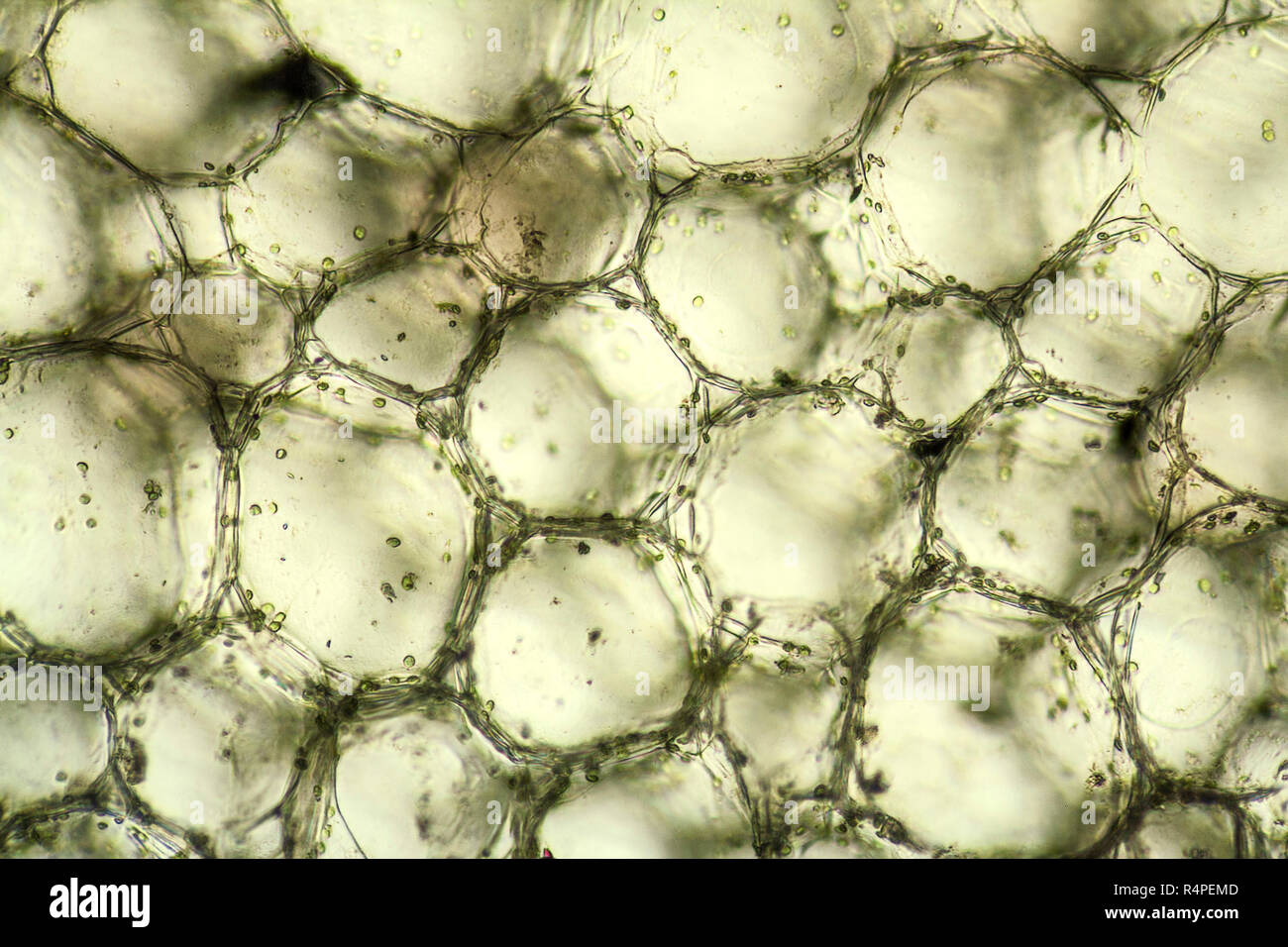 bryophyllum cell structure Stock Photo - Alamy