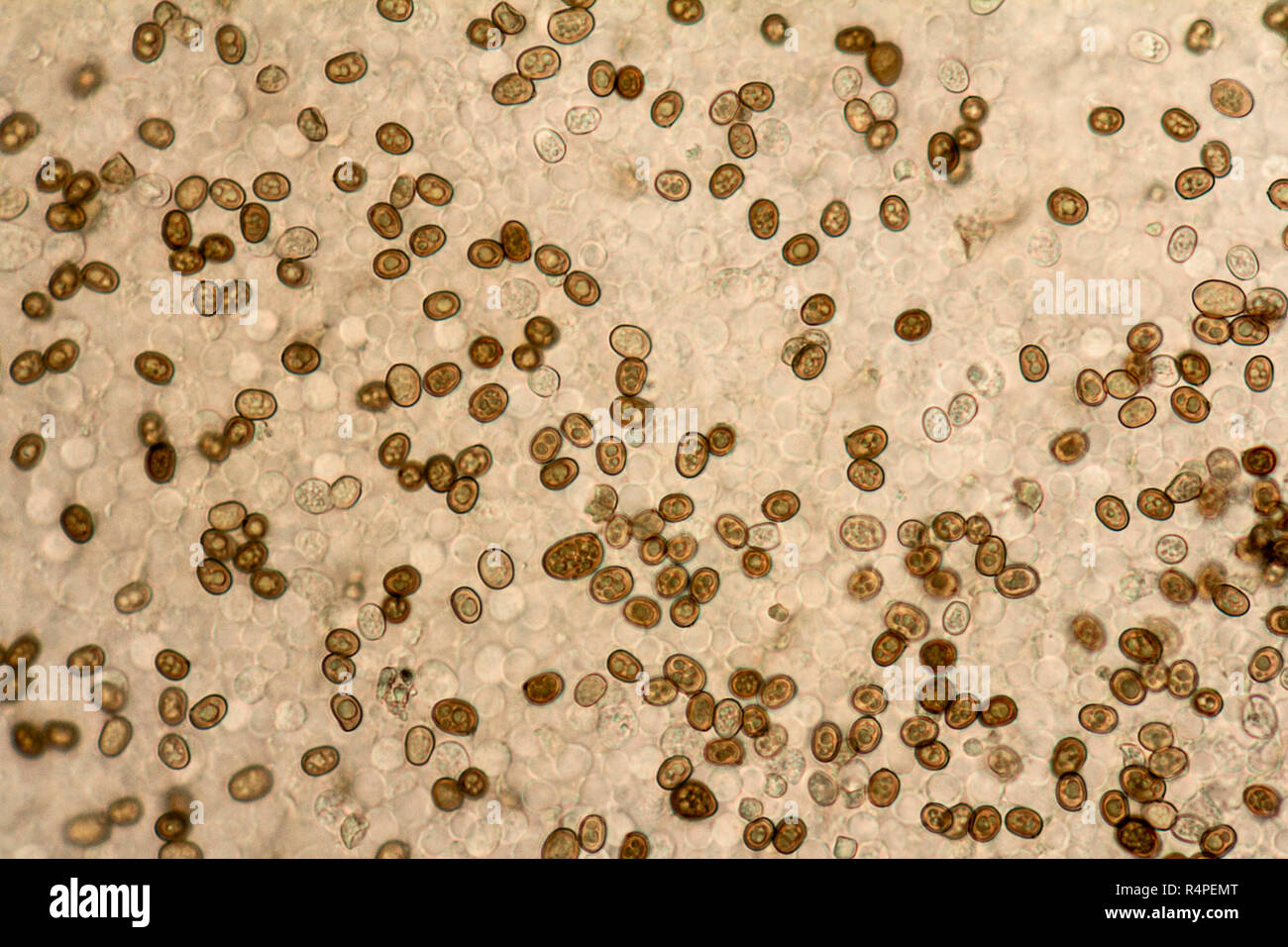 mushroom lamella micrography Stock Photo - Alamy