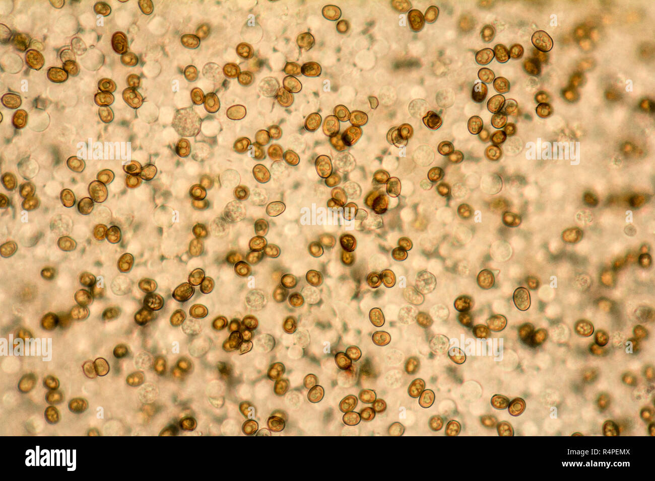 Mushroom cross section microscopy hi-res stock photography and images ...