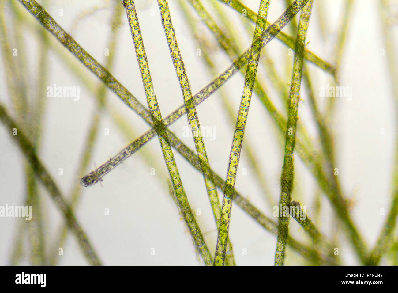 microscopic zygnema algae detail Stock Photo - Alamy