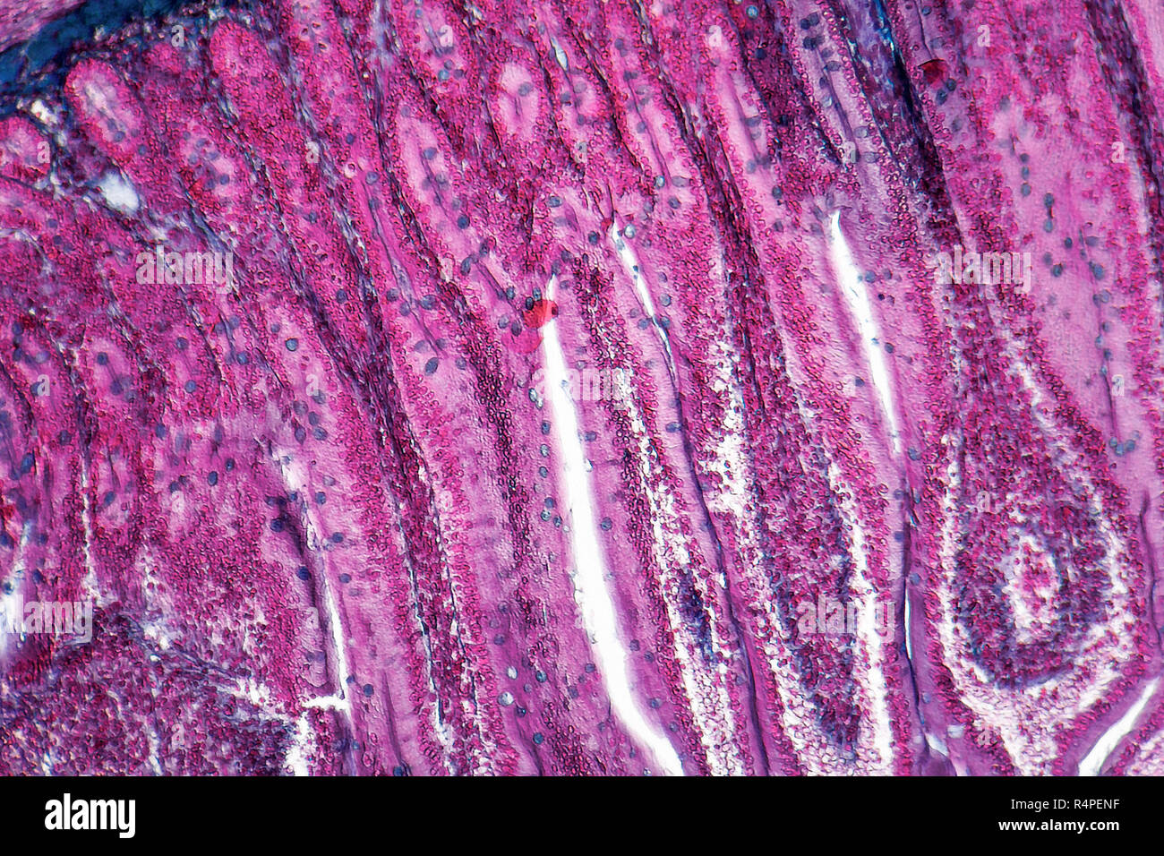 duodenum cross section Stock Photo - Alamy