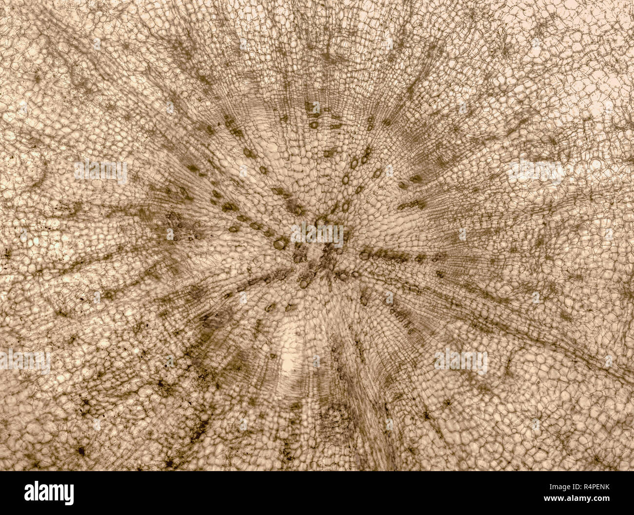 carrot cross section micrography Stock Photo - Alamy