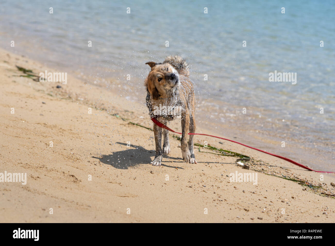 Swimming Dog in Sea Stock Photo - Alamy