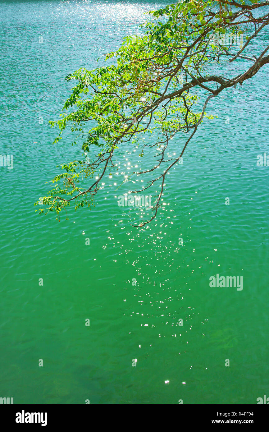 Sea and Leaves Stock Photo - Alamy
