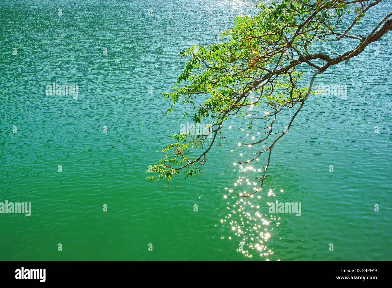 Sea and Leaves Stock Photo - Alamy