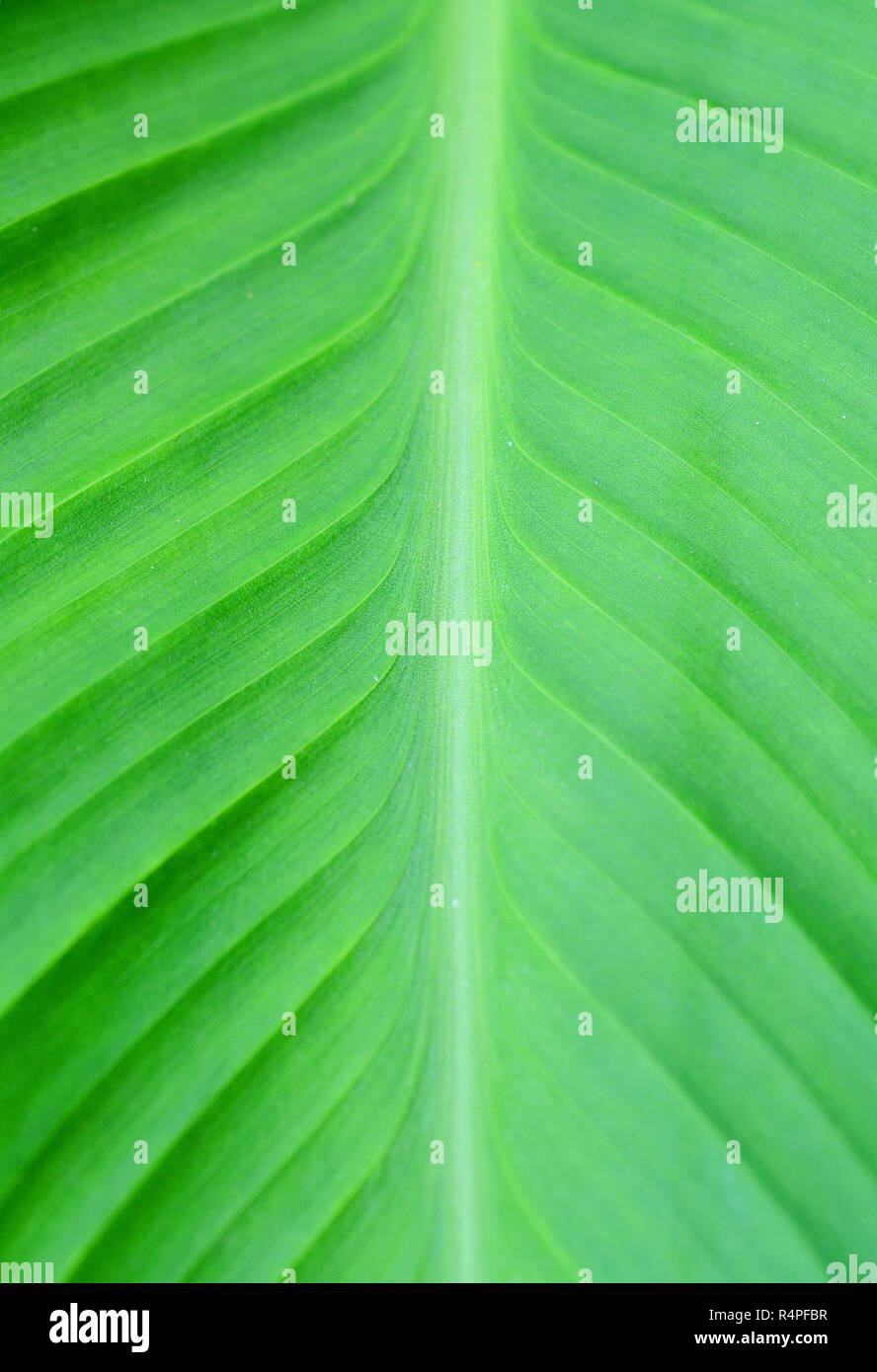 Leaf of canna indica hi-res stock photography and images - Alamy