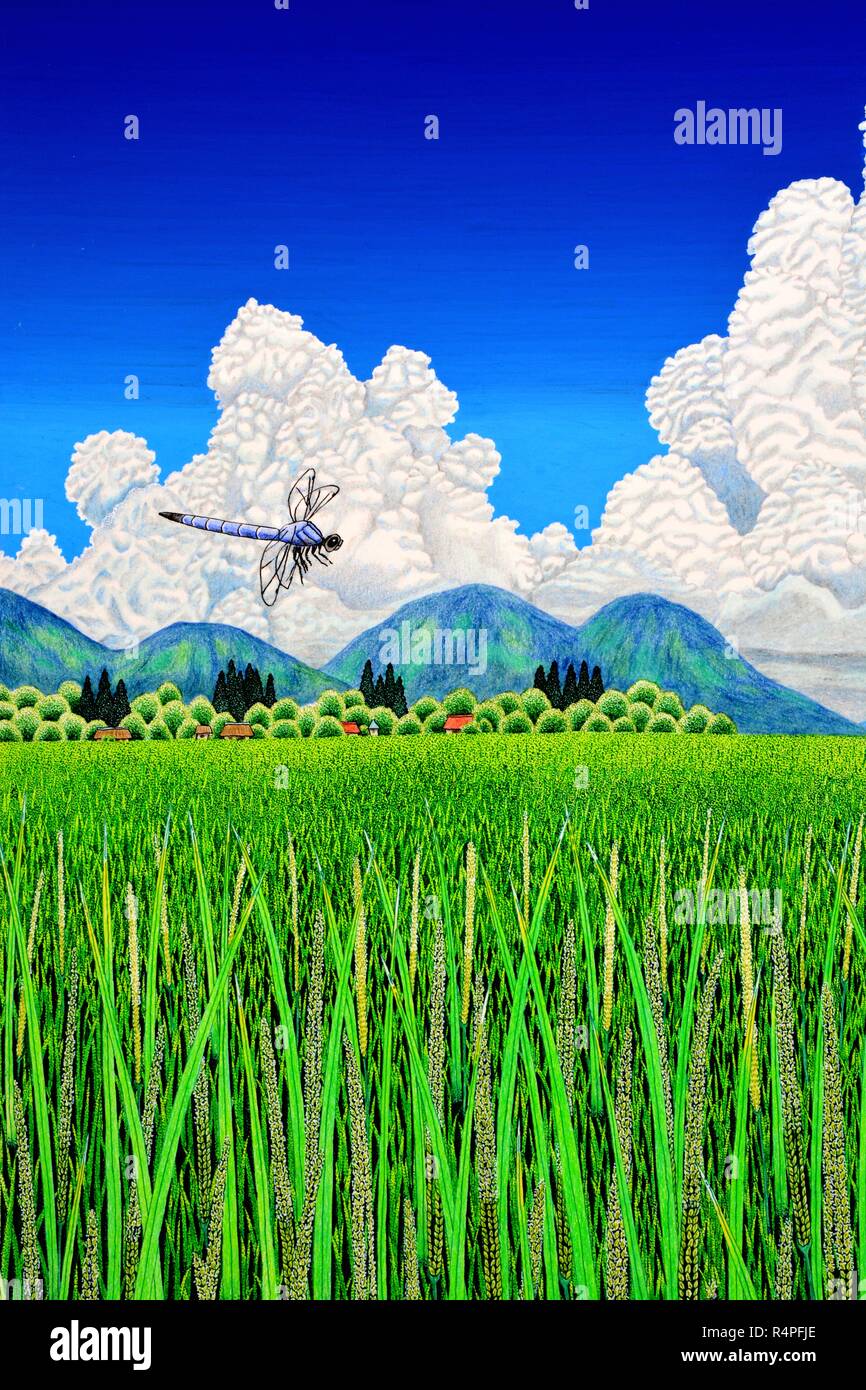 Paddy Field in Summer Stock Photo - Alamy