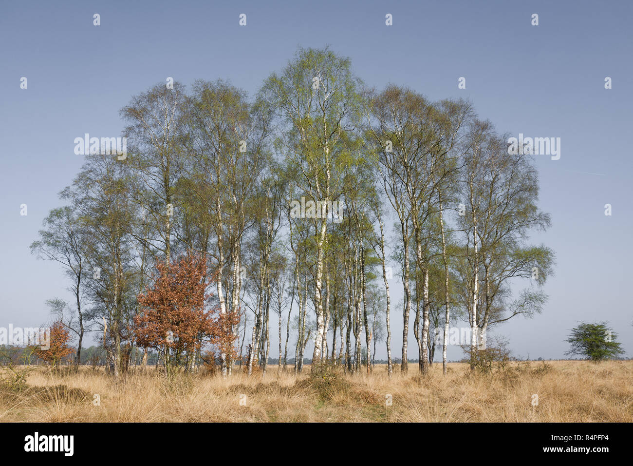 Birch trees in the National Park Hoge Veluwe, Netherlands Stock Photo ...