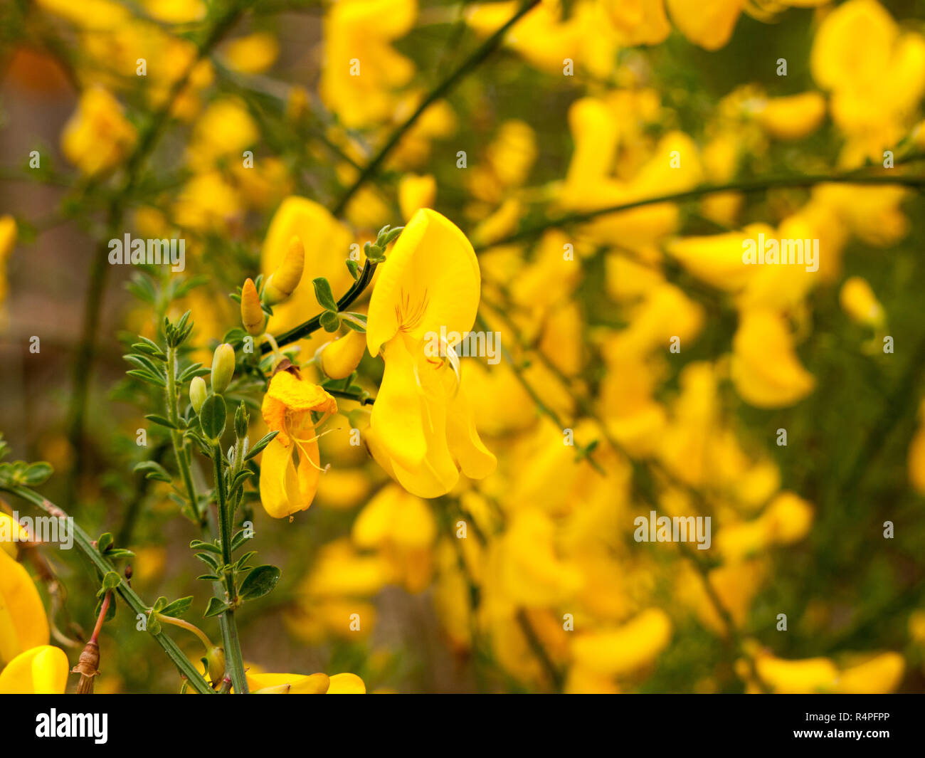 The Lovely Golden Yellow of A Gorse Plant in Spring Light Stock Photo ...