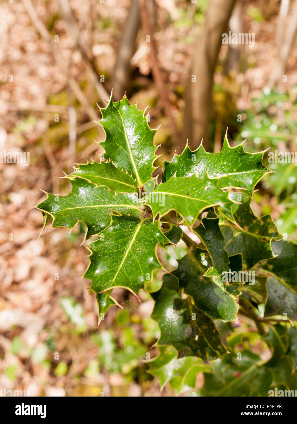 The Crisp and Sharp Leaves of a Forest Plant Stock Photo - Alamy