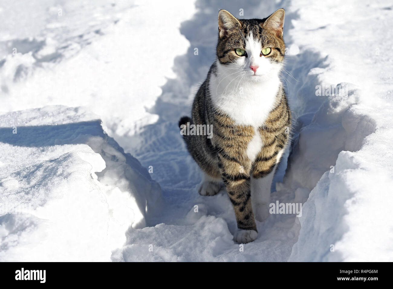 Cat running in snow domestic hi-res stock photography and images - Alamy