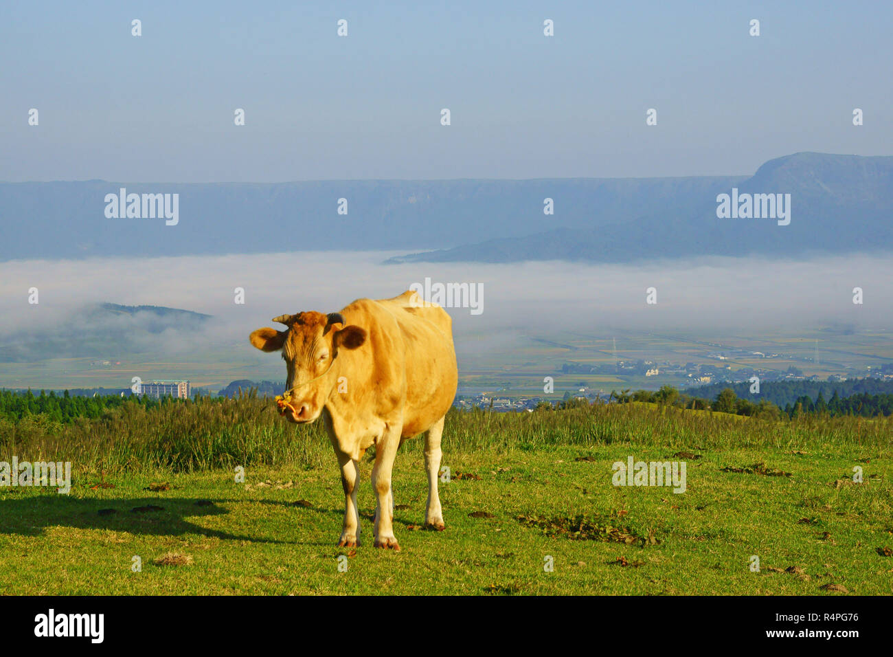 Sea of Clouds in Aso and Aso Cattle, Kumamoto Prefecture, Japan Stock ...