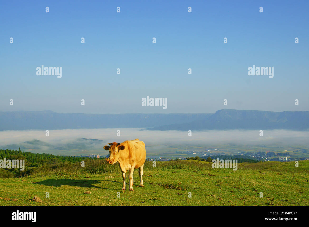 Sea of Clouds in Aso and Aso Cattle, Kumamoto Prefecture, Japan Stock ...