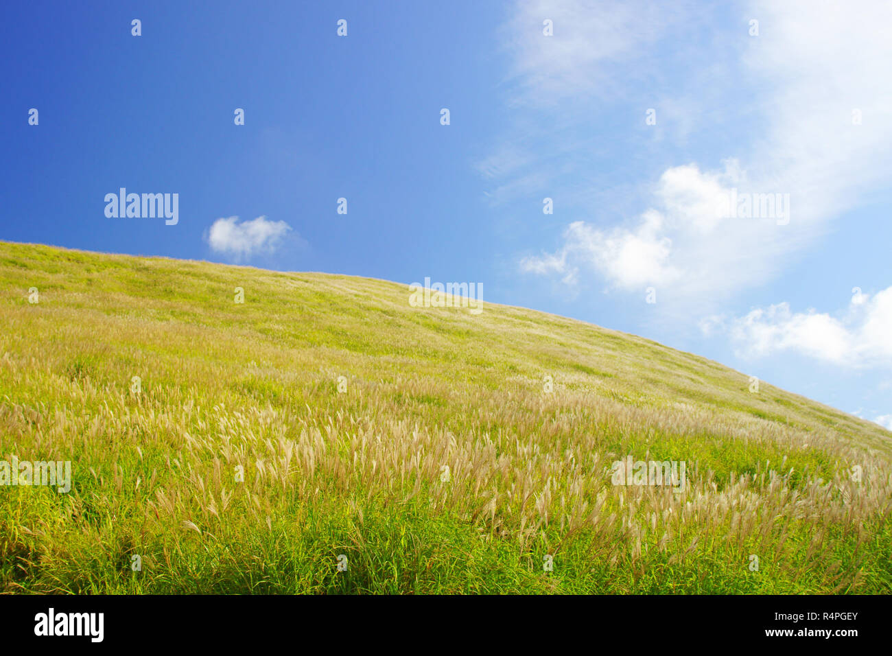 Field of Japanese Grass (Miscanthus Sinensis Stock Photo - Alamy