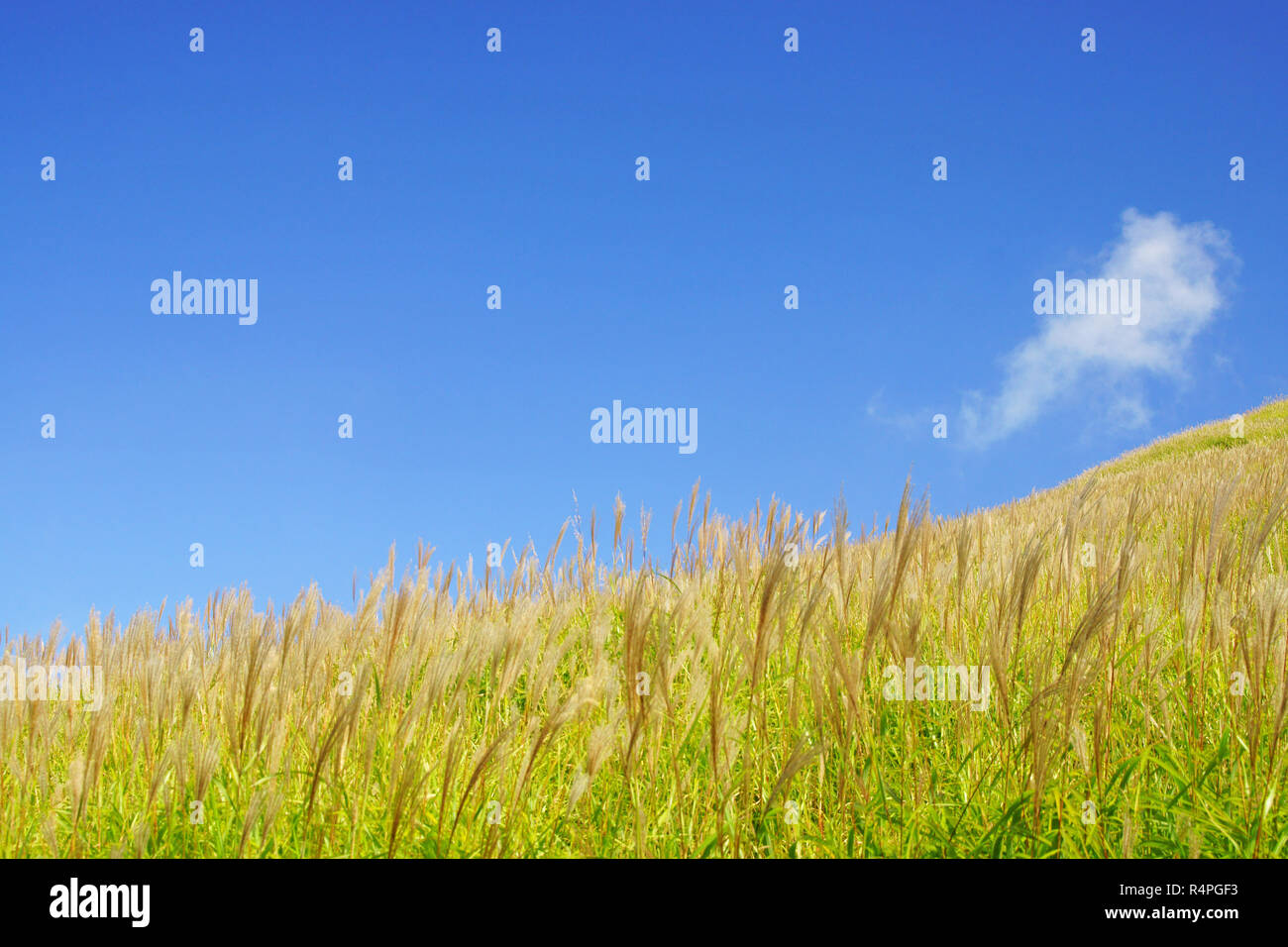 Field of Japanese Grass (Miscanthus Sinensis Stock Photo - Alamy